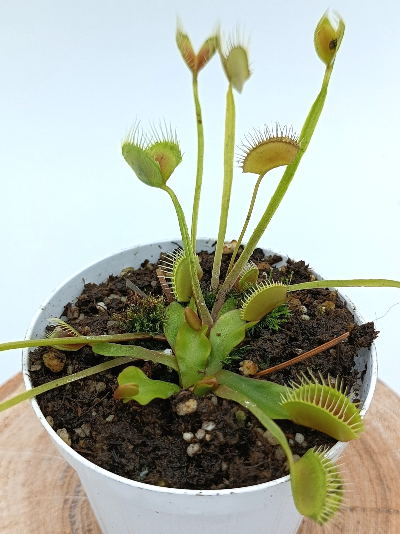 Dionaea muscipula 'Long Petiole' - Esotik Garden