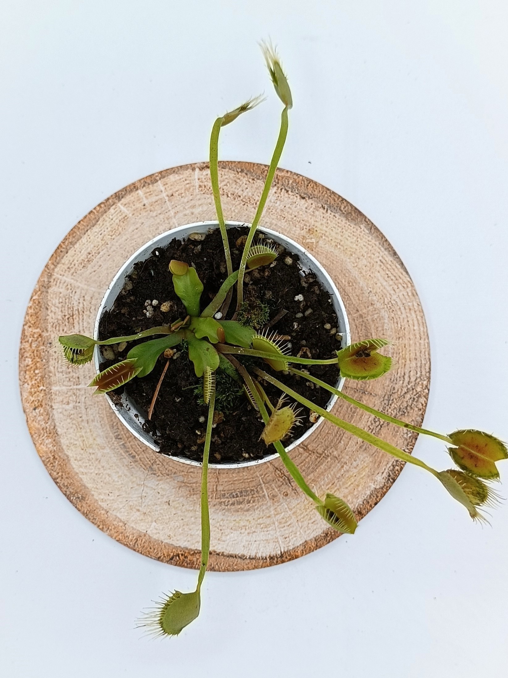 Dionaea muscipula 'Long Petiole' - Esotik Garden