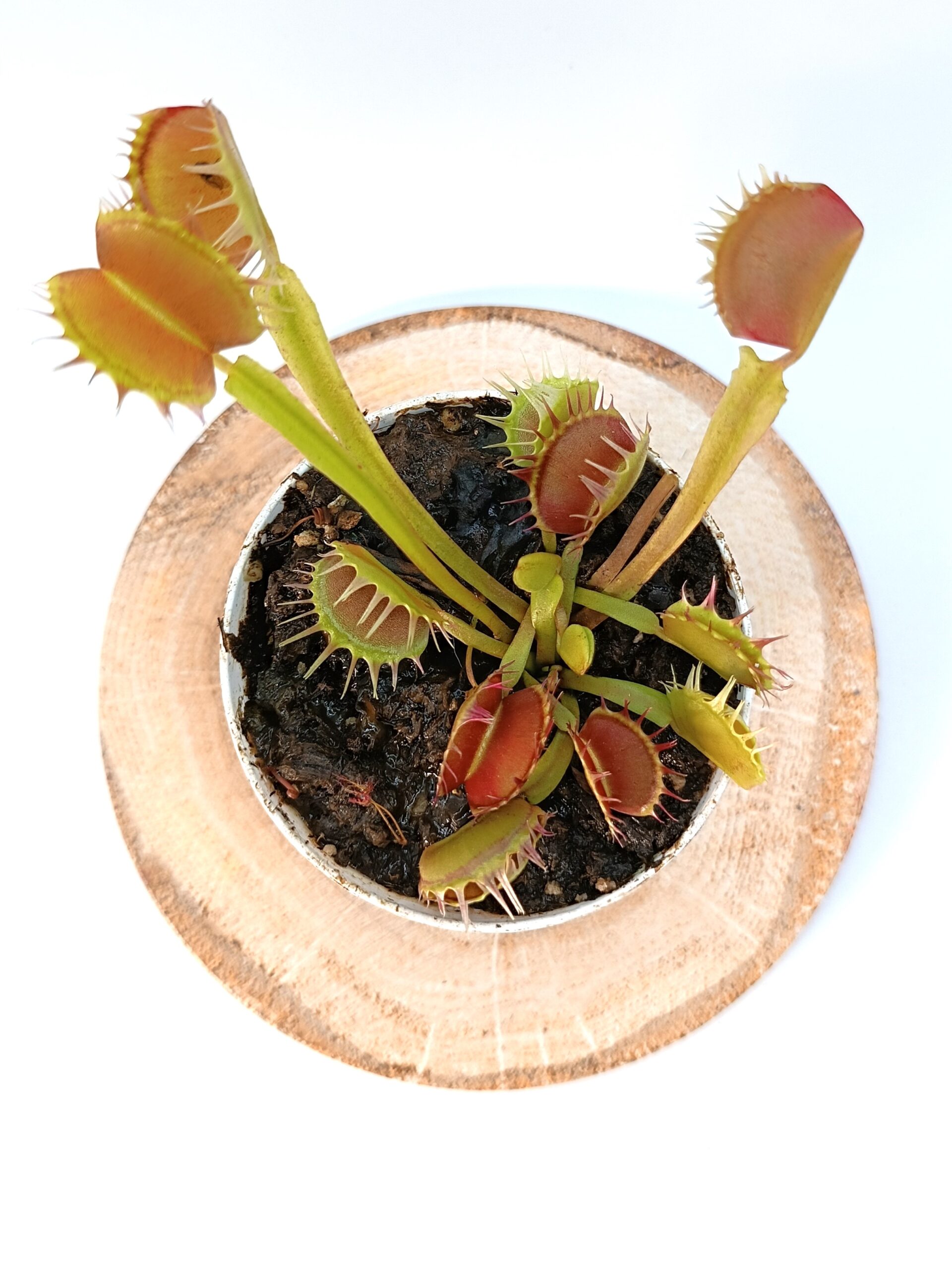 Dionaea muscipula "crispy sun" - Esotik Garden