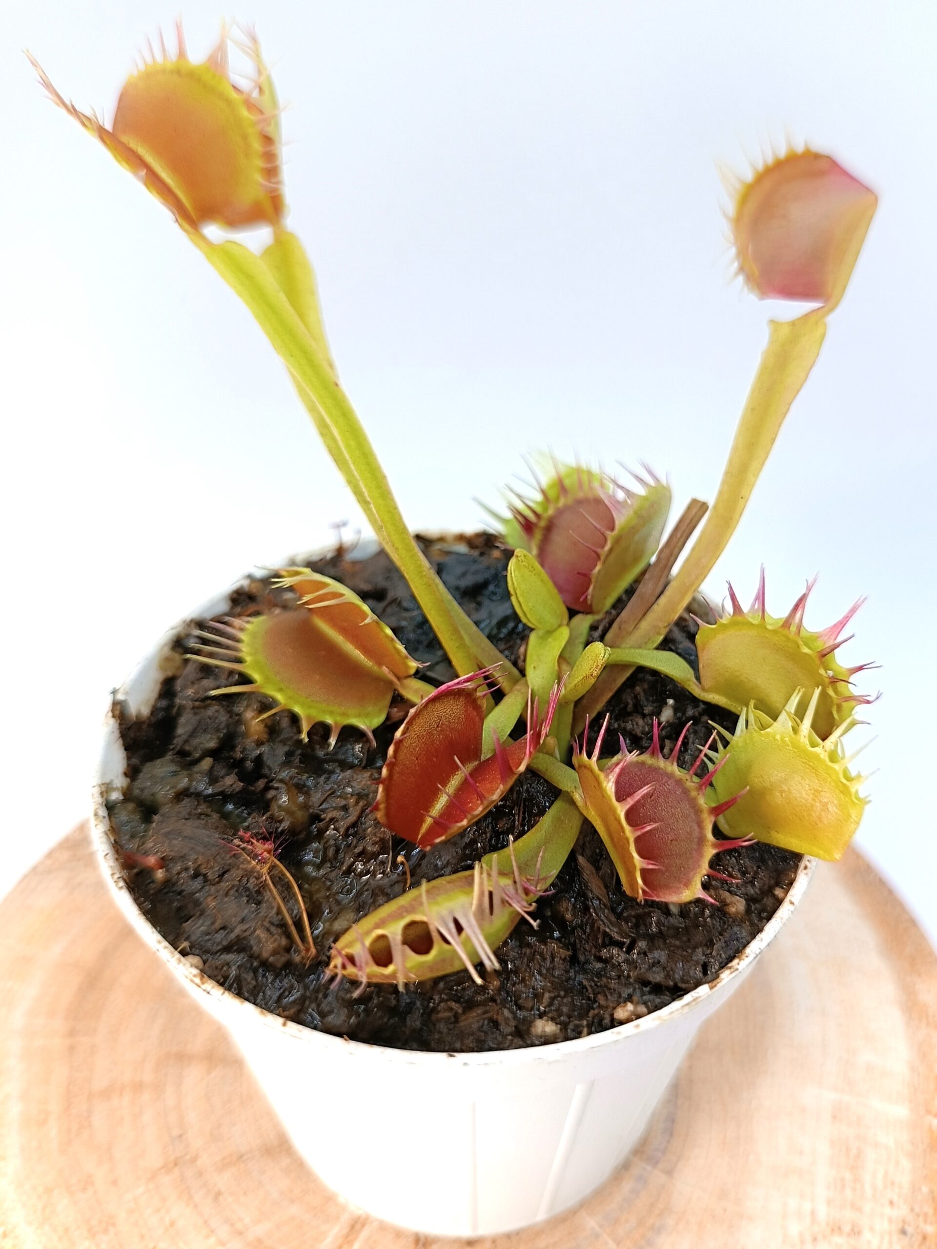 Dionaea muscipula "crispy sun" - Esotik Garden