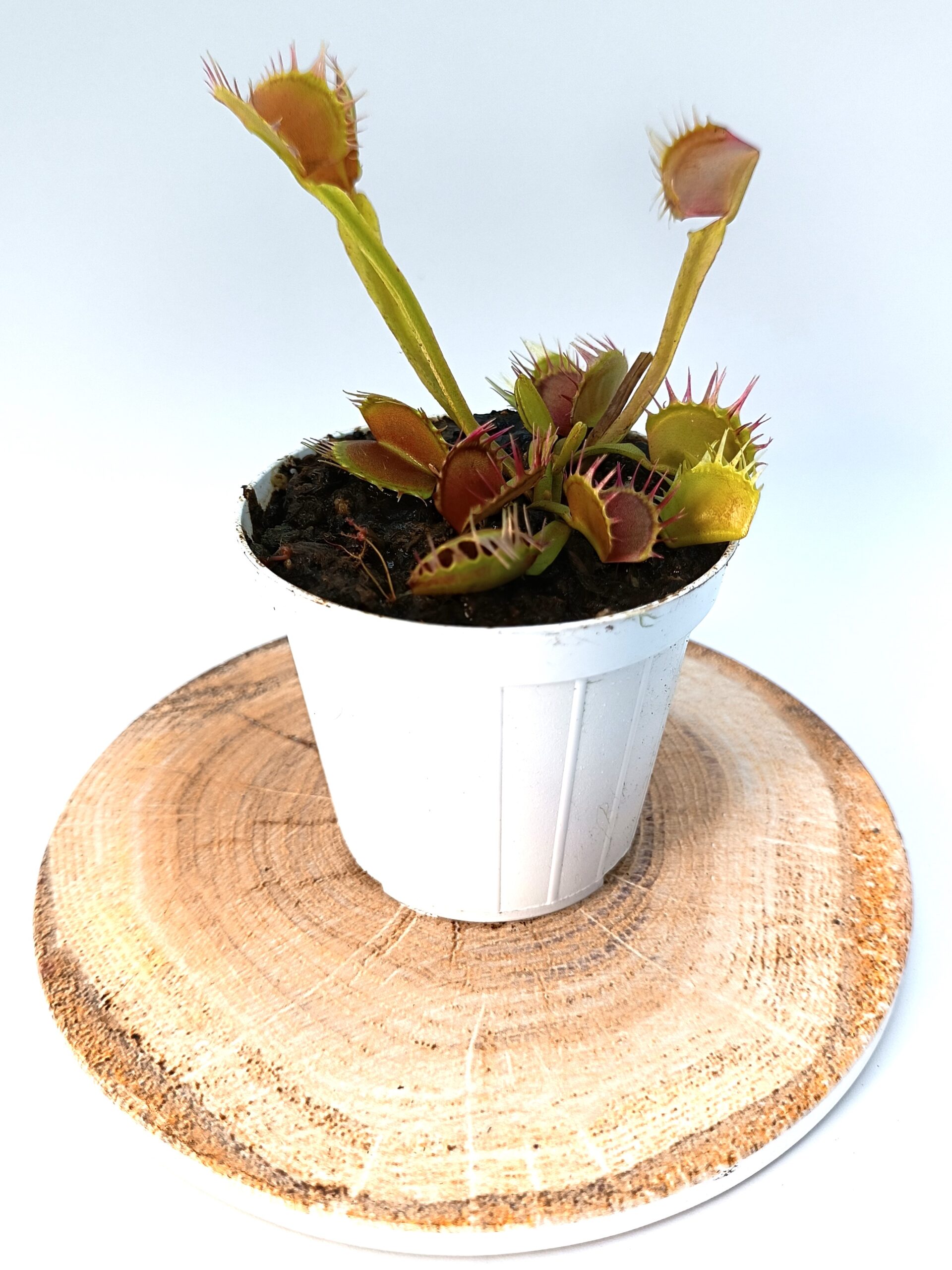 Dionaea muscipula "crispy sun" - Esotik Garden