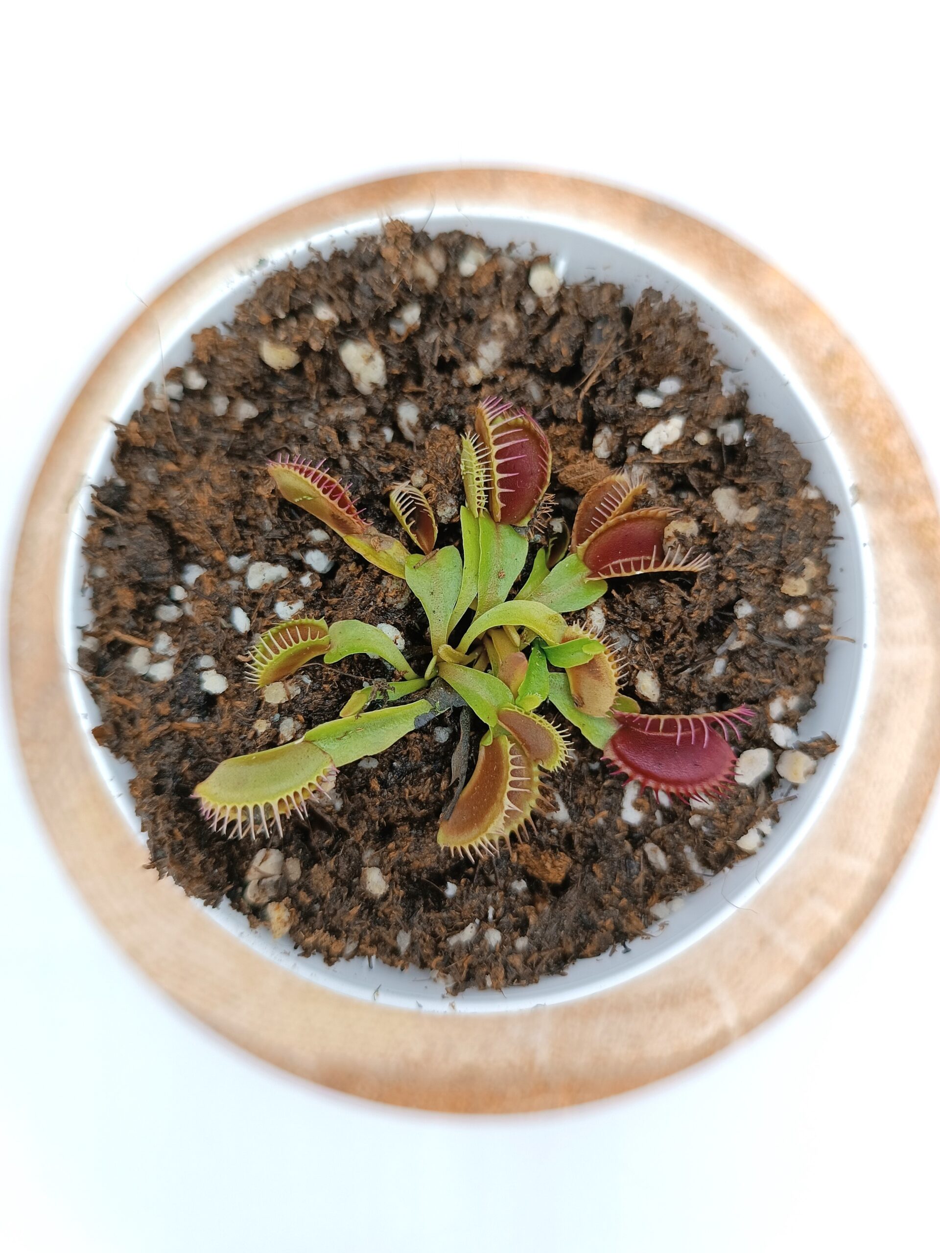 Dionaea muscipula "gargoyle" - Esotik Garden