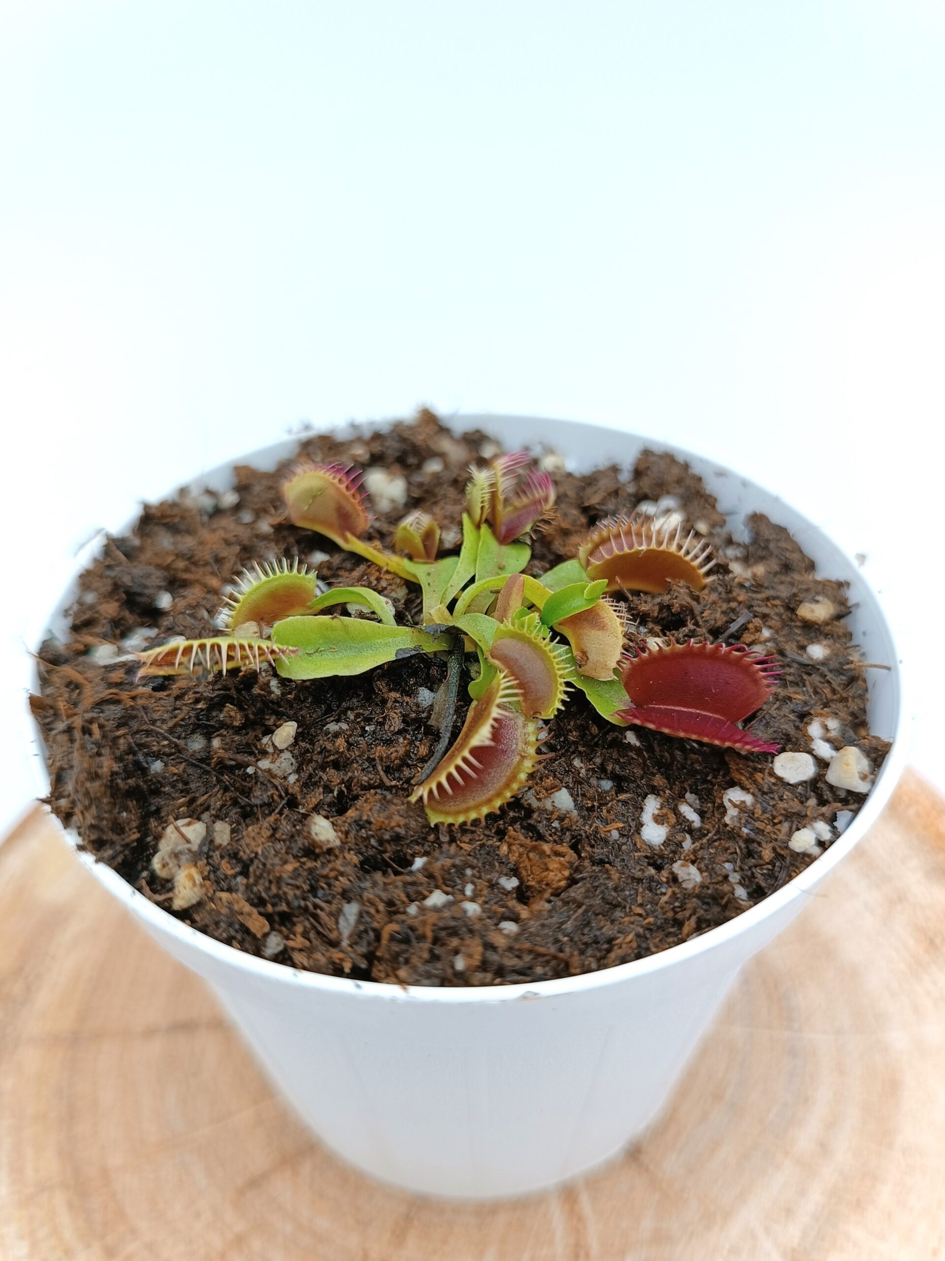 Dionaea muscipula "gargoyle" - Esotik Garden