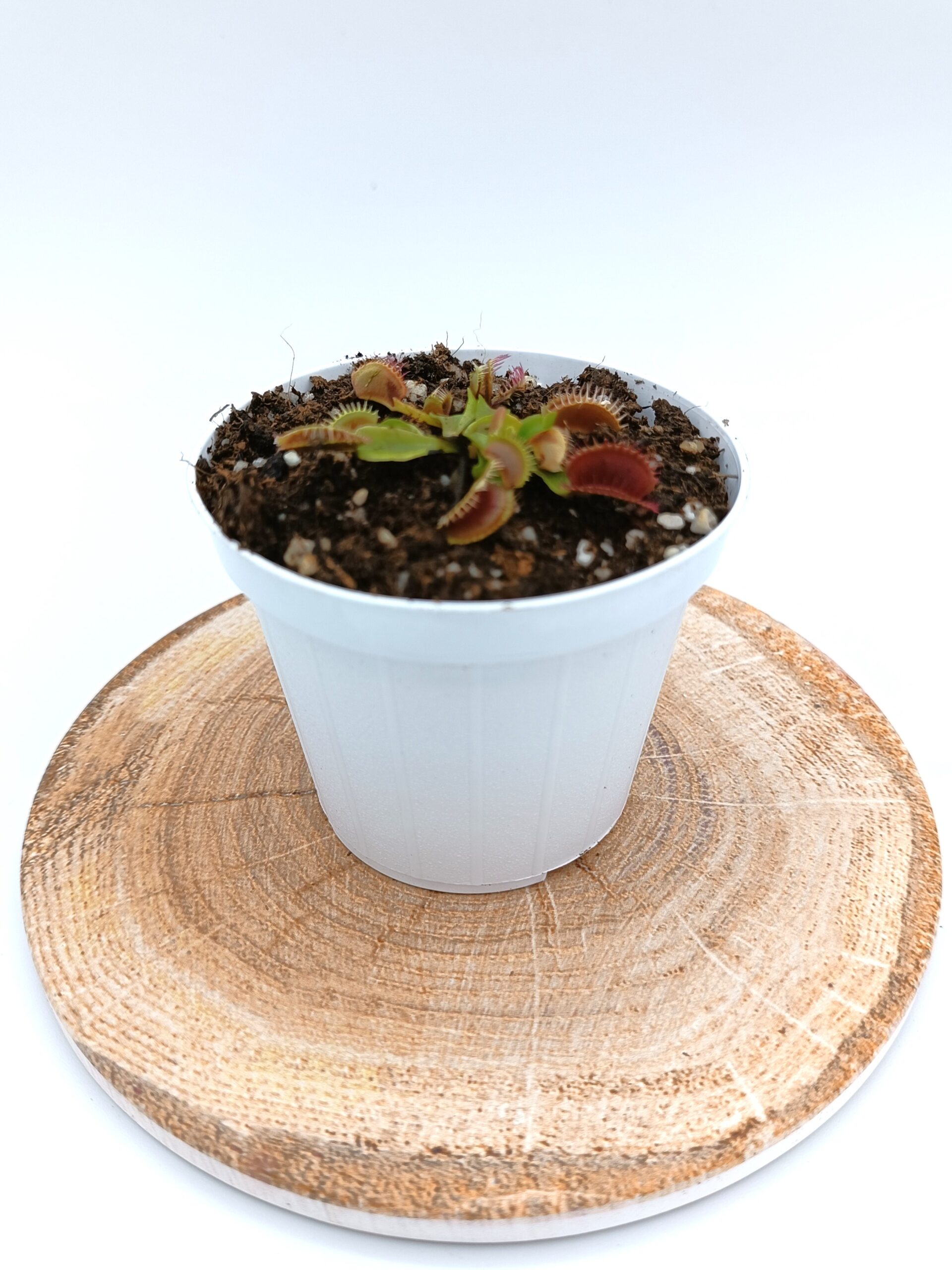 Dionaea muscipula "gargoyle" - Esotik Garden