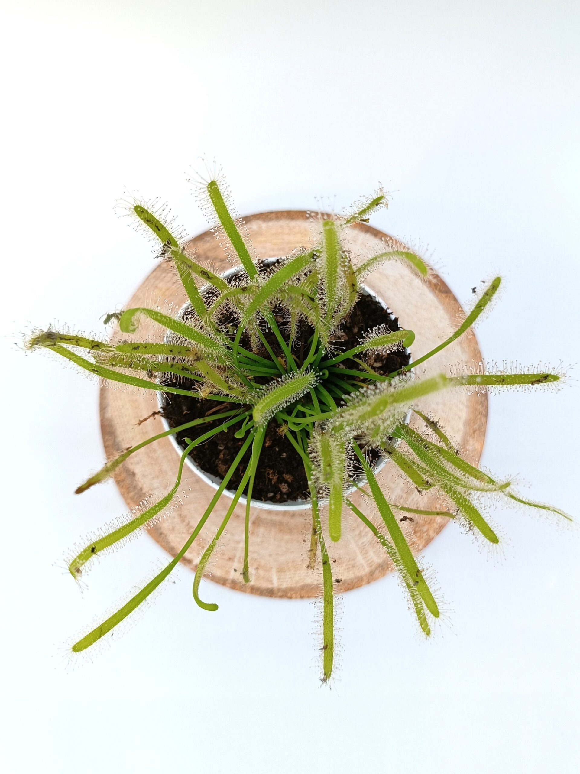 Drosera capensis "alba" - Esotik Garden