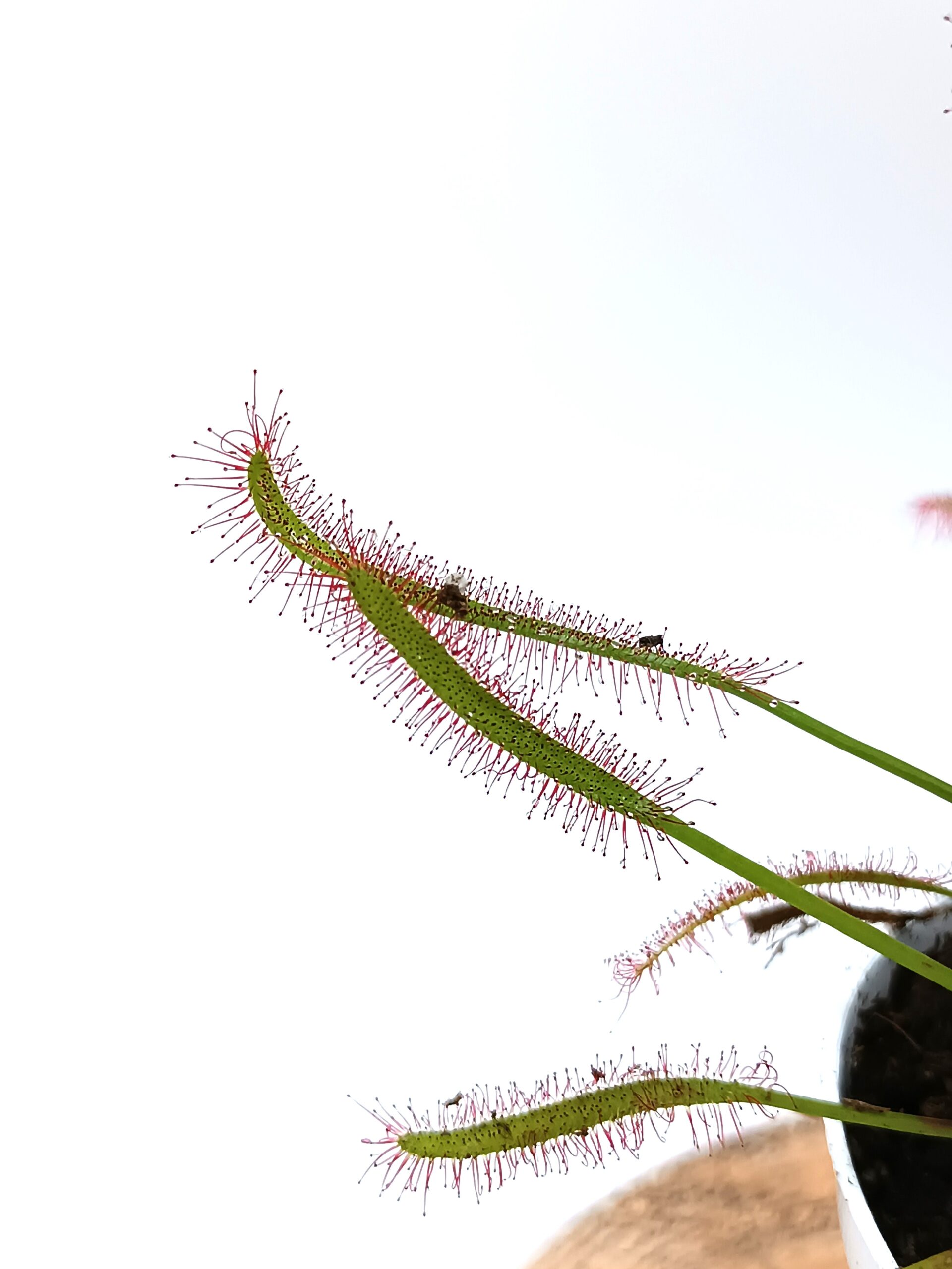 Drosera capensis - Esotik Garden