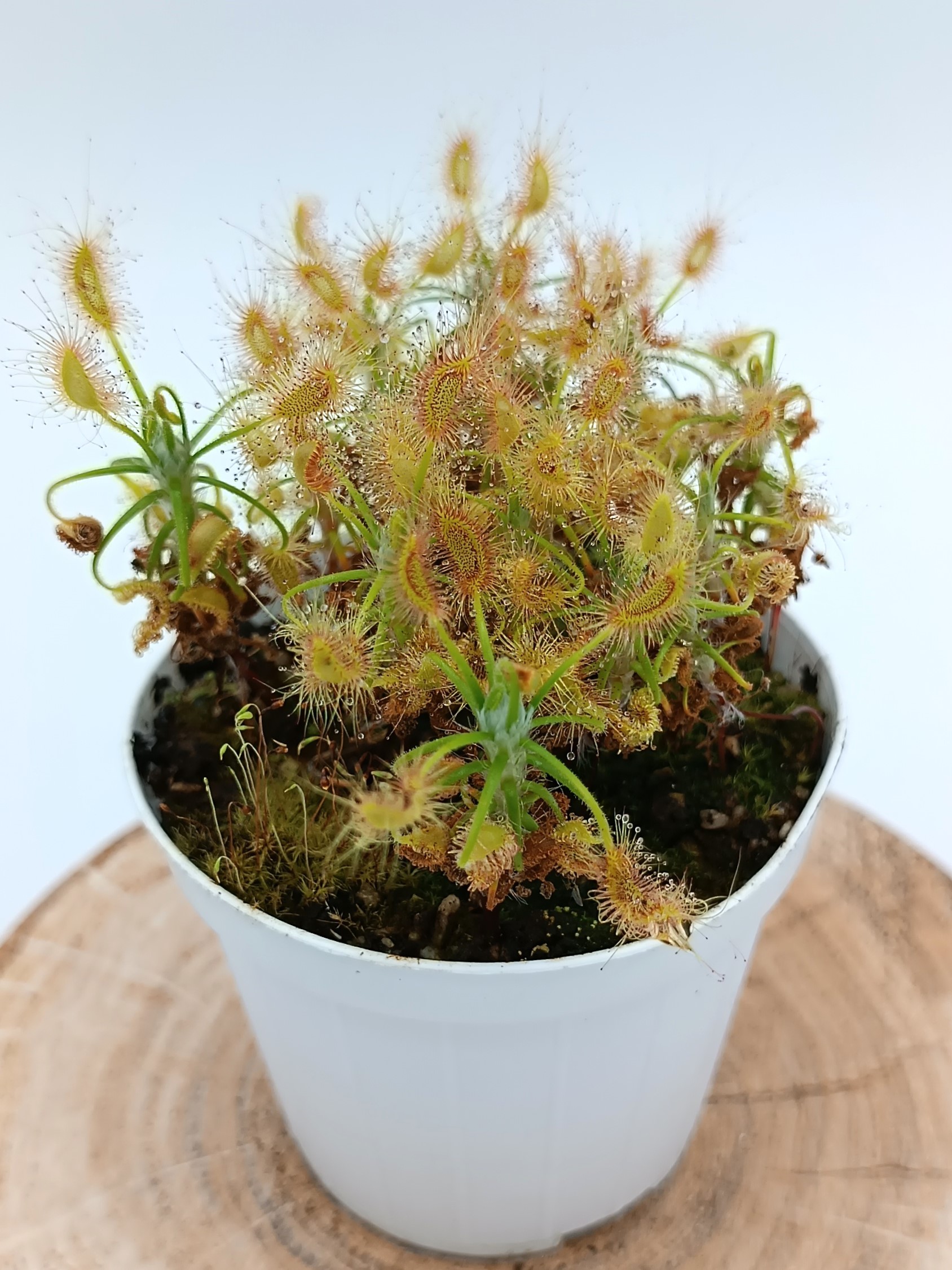 Drosera scorpioides - Esotik Garden