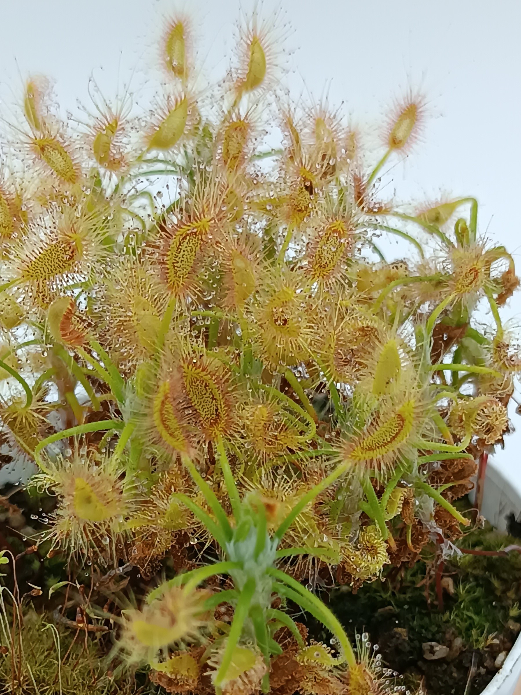 Drosera scorpioides - Esotik Garden