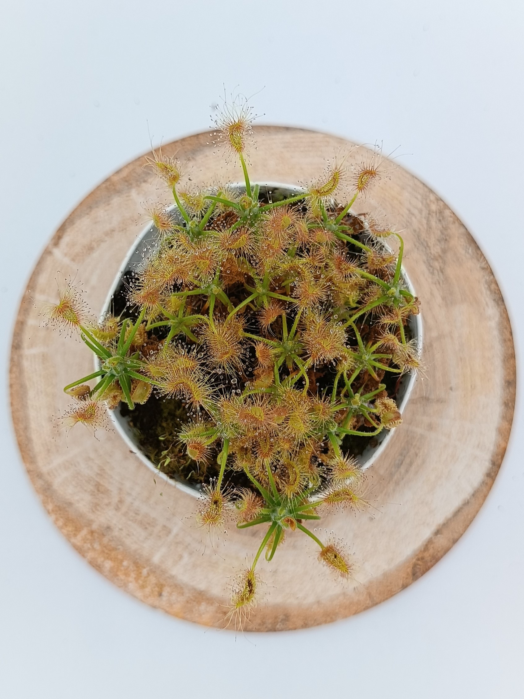 Drosera scorpioides - Esotik Garden