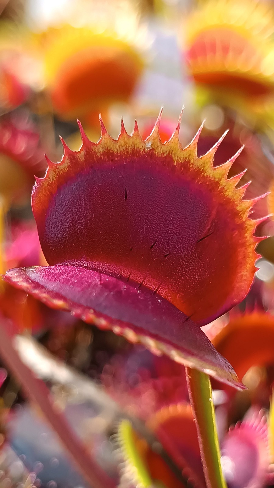 Guide - Esotik Garden