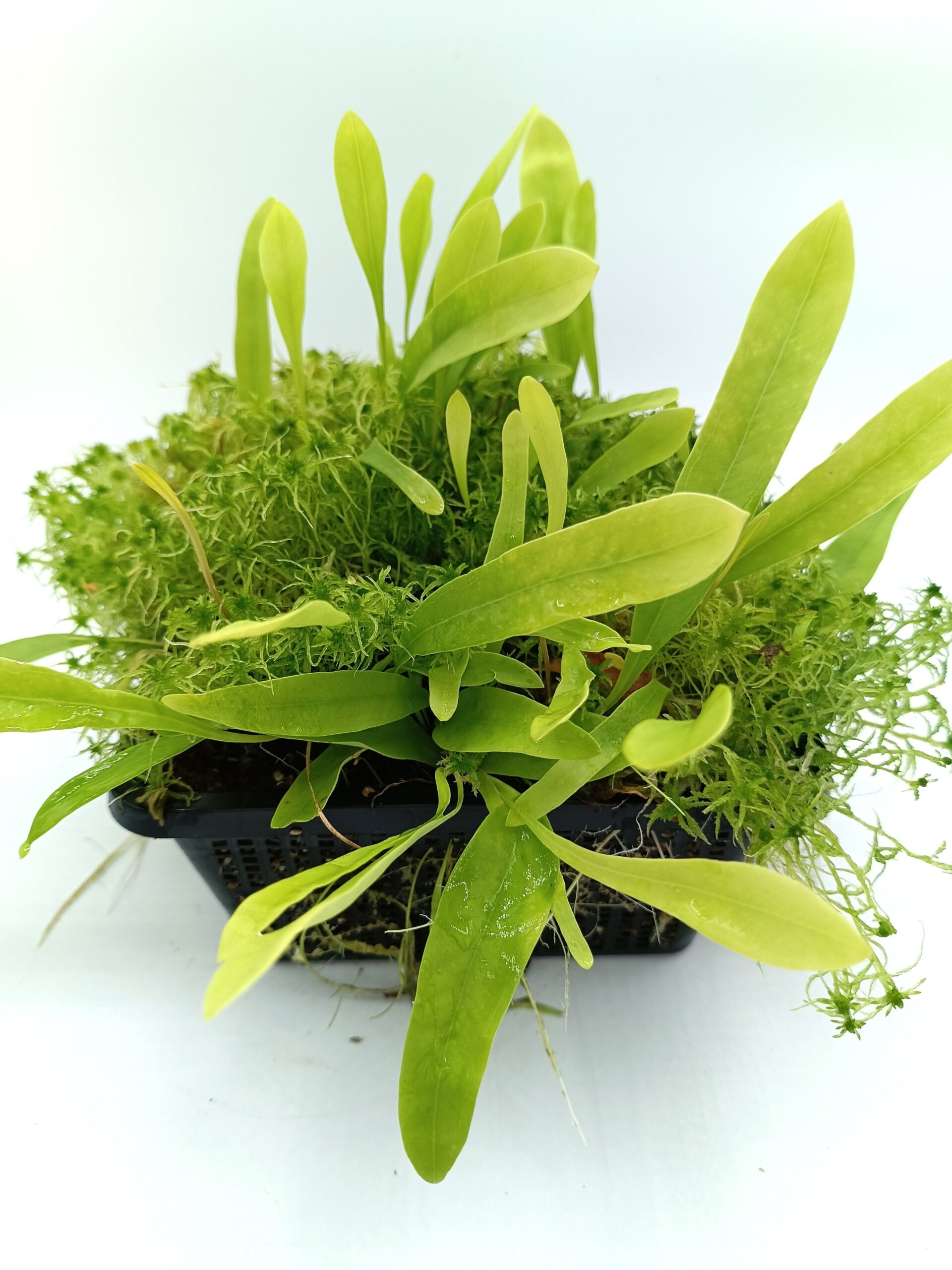 Guida Utricularia - Esotik Garden