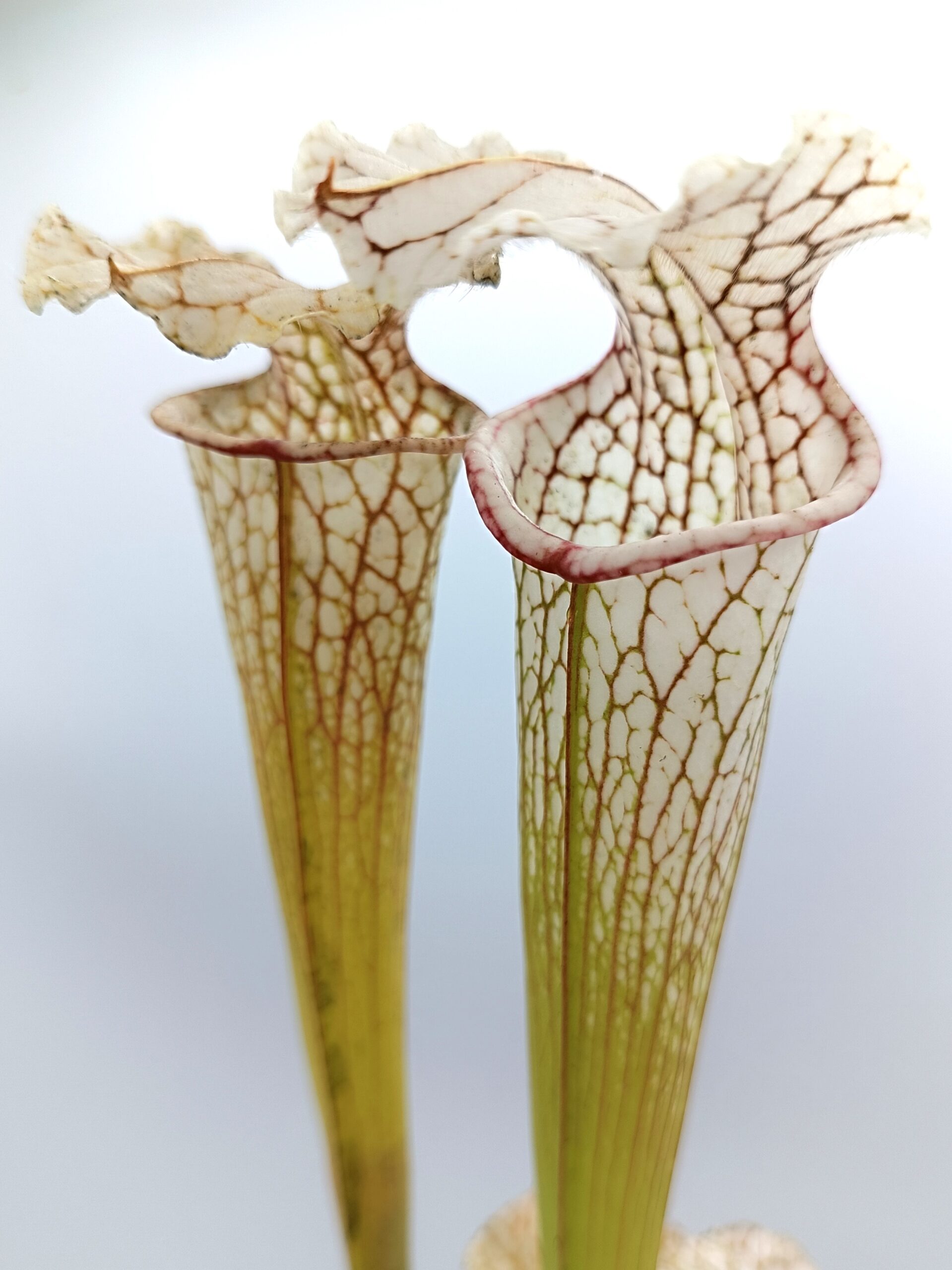 Sarracenia leucophylla var. alba 'Hurricane Creek White' (cl. F) x (x ...