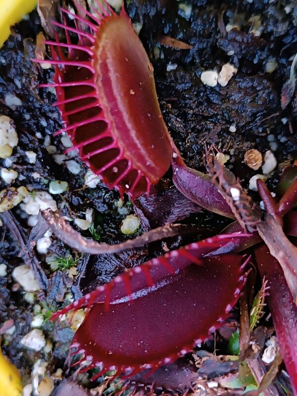 Dionaea muscipula "ginormous" - Esotik Garden